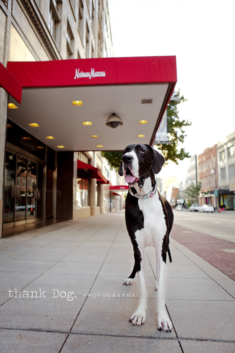 garbo, the really great dane » thank Dog. photography