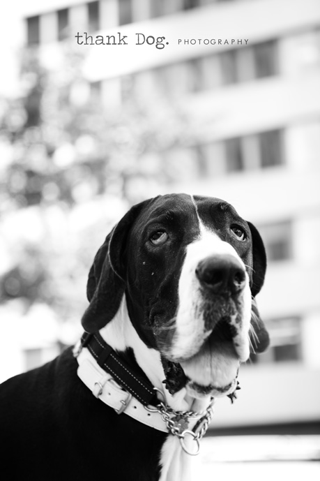 garbo, the really great dane » thank Dog. photography