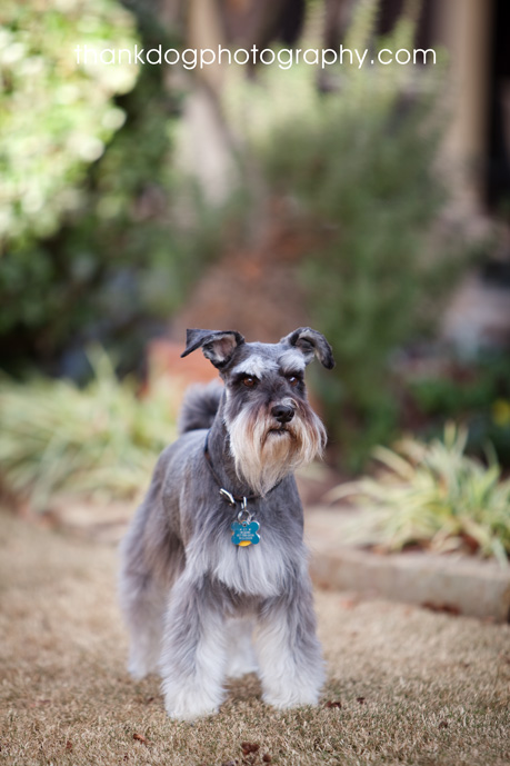 thank Dog. photography » fun, artistic, modern pet portraits | Dallas ...