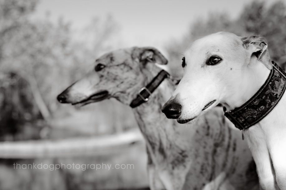 thank Dog. photography » fun, artistic, modern pet portraits | Dallas ...